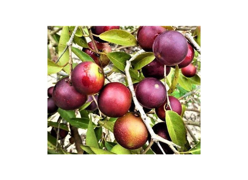 Camu-Camu - Fruta C/ O Segundo Maior Teor De Vitamina C Do Mundo com o ...