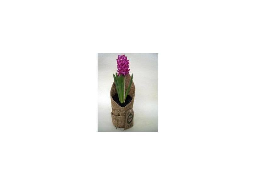 Vaso Orgân. De Fibra De Coco C/ Suporte Em Ferro P/ Orquídea com o ...