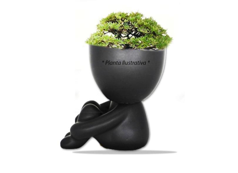 Vaso Para Suculenta Robert Planta Bob Cacto Flor Apartamento em ...